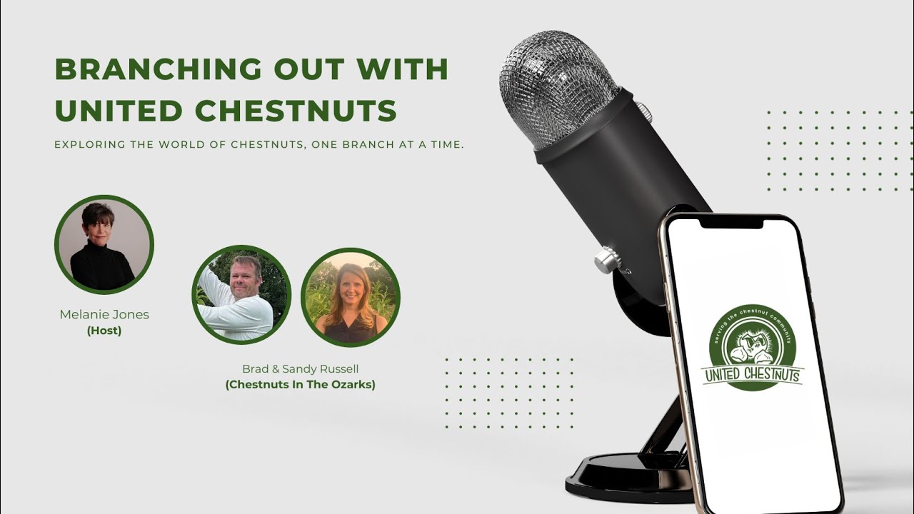 Roots of Sustainability: Chestnut Farming in the Ozarks | Branching Out ...