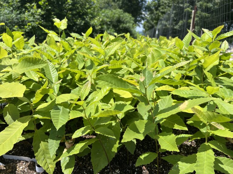 Dunstan Chestnut Seedlings for Sale - Buy 10 Today