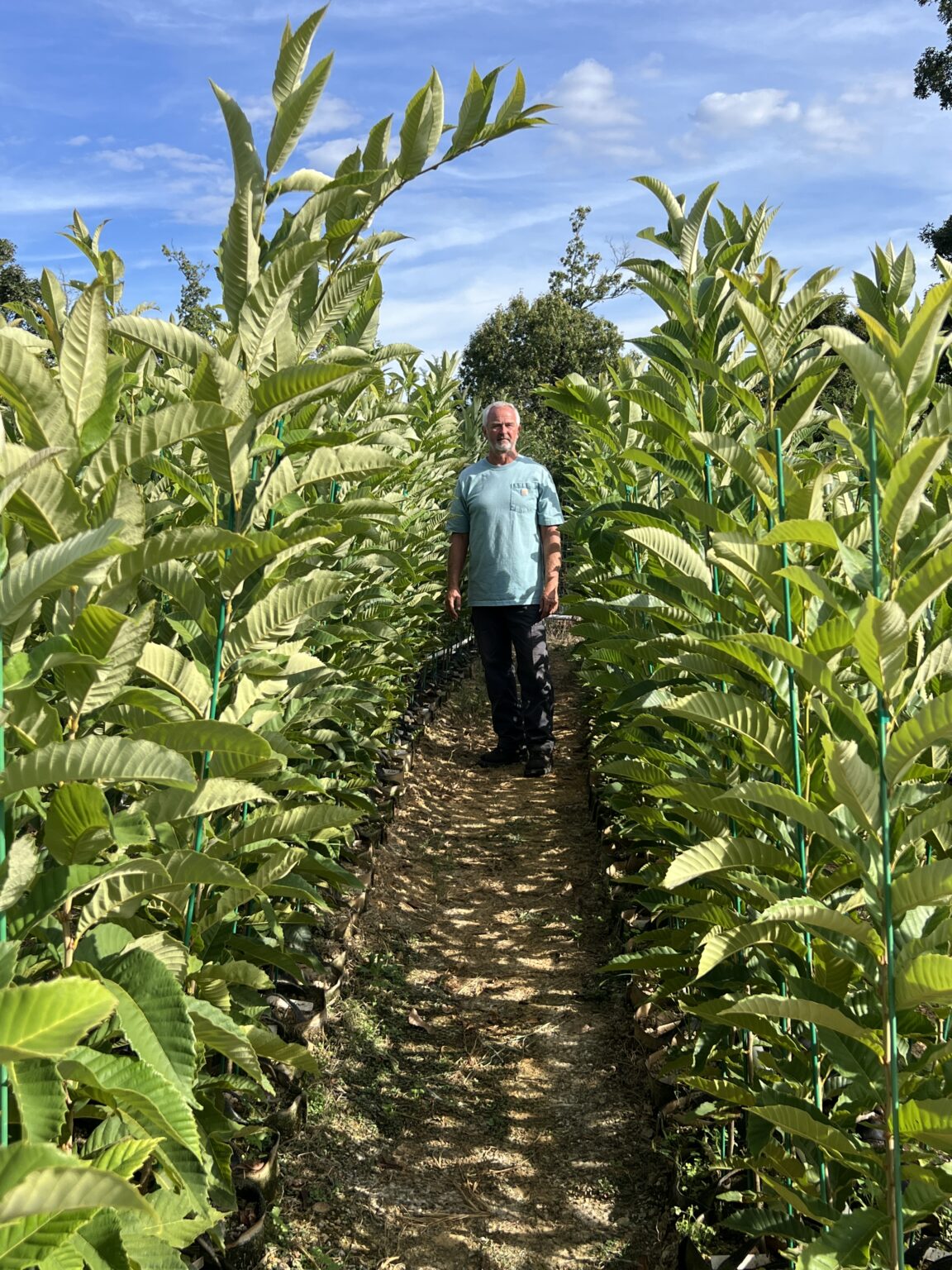 What Chestnut Trees Should I Plant? - United Chestnuts