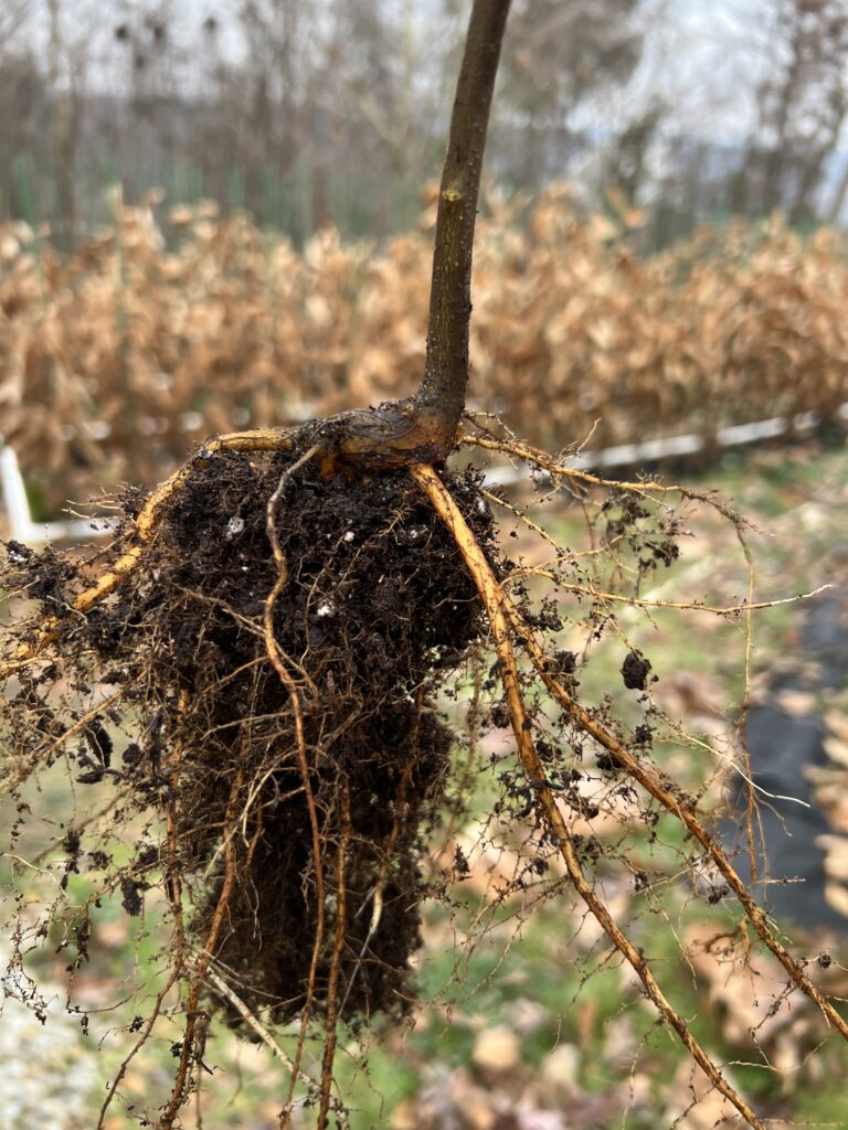 Air-Pruned vs Grow-Bag Chestnut Seedlings: Which Is Better? - United ...